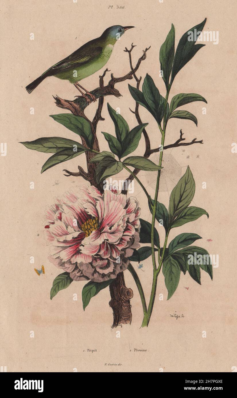 Peony plants hi-res stock photography and images - Alamy