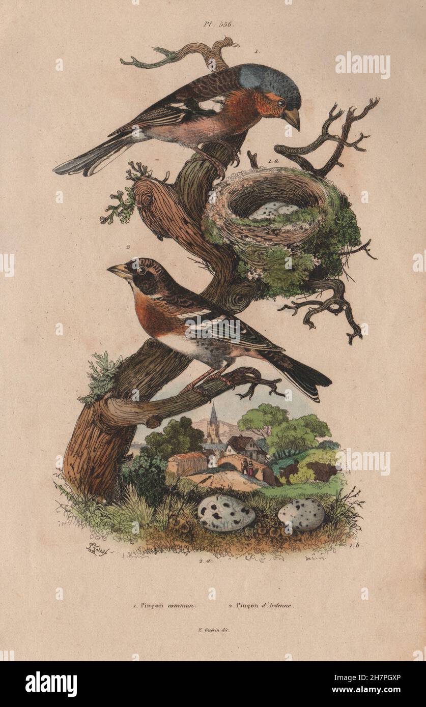 BIRDS: Pinson commun (common chaffinch). Pinson Nord (Brambling), print ...