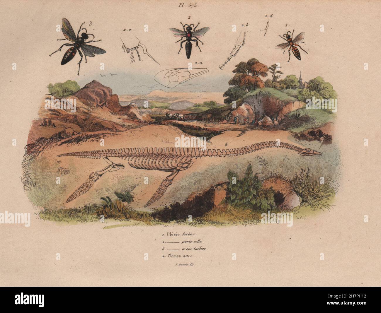 Plesius (Chalcid wasps). Plesiosaur skeleton, antique print 1833 Stock ...