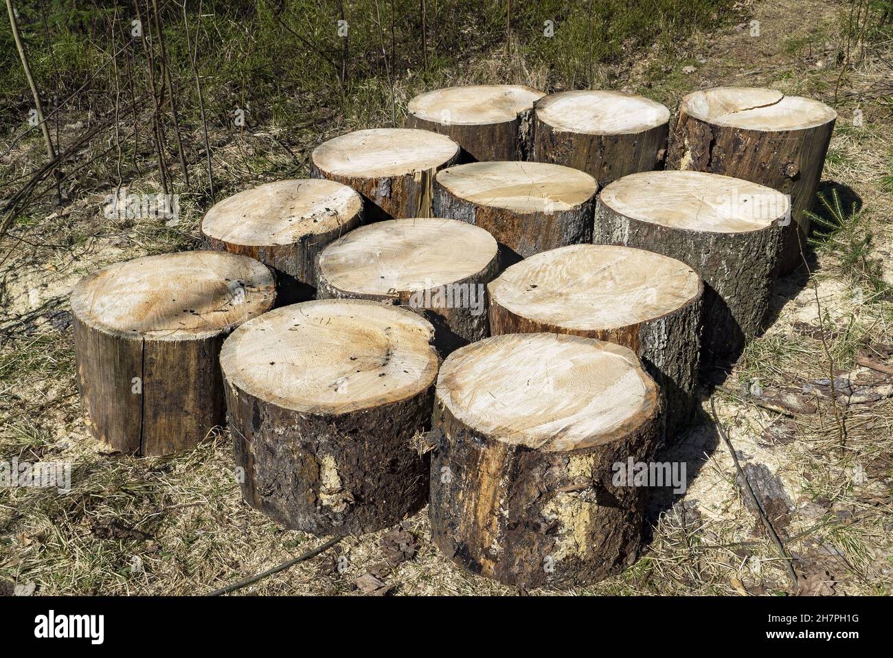 Thick spruce hi-res stock photography and images - Alamy