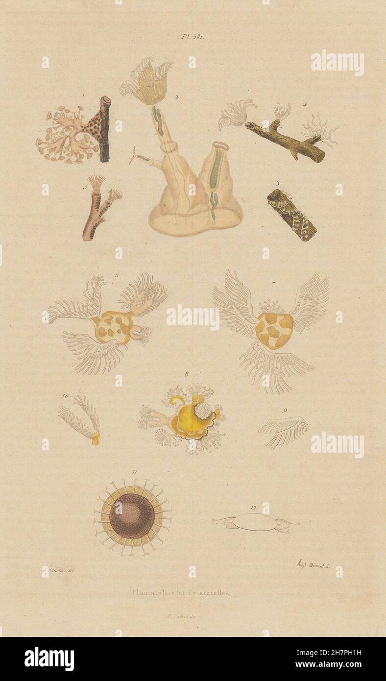 Plumatelles High Resolution Stock Photography and Images - Alamy