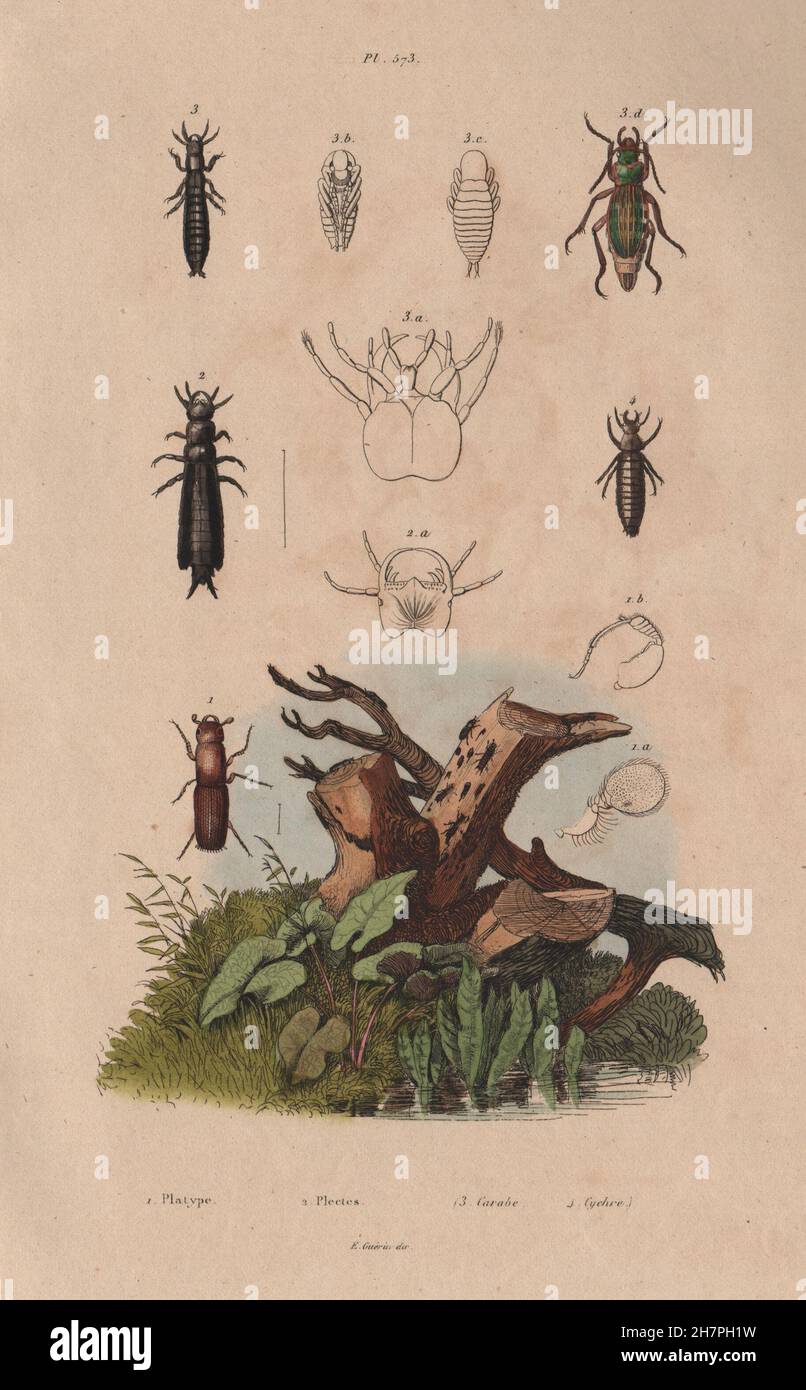 BEETLES: Platypus cylindrus (oak pinhole borer). Plectes. Carabus ...