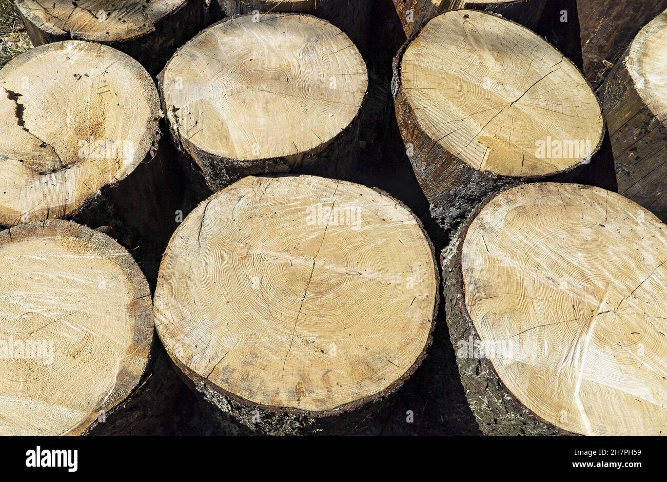 A thick spruce tree sawn into large chunks . Leningrad region Stock ...