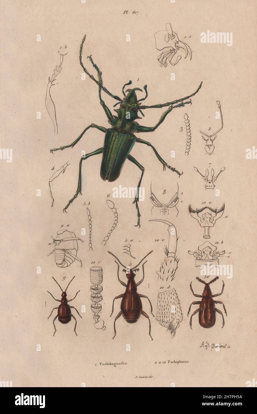 BEETLES INSECTS: Psalidognathus. Pselaphinae., antique print 1833 Stock ...