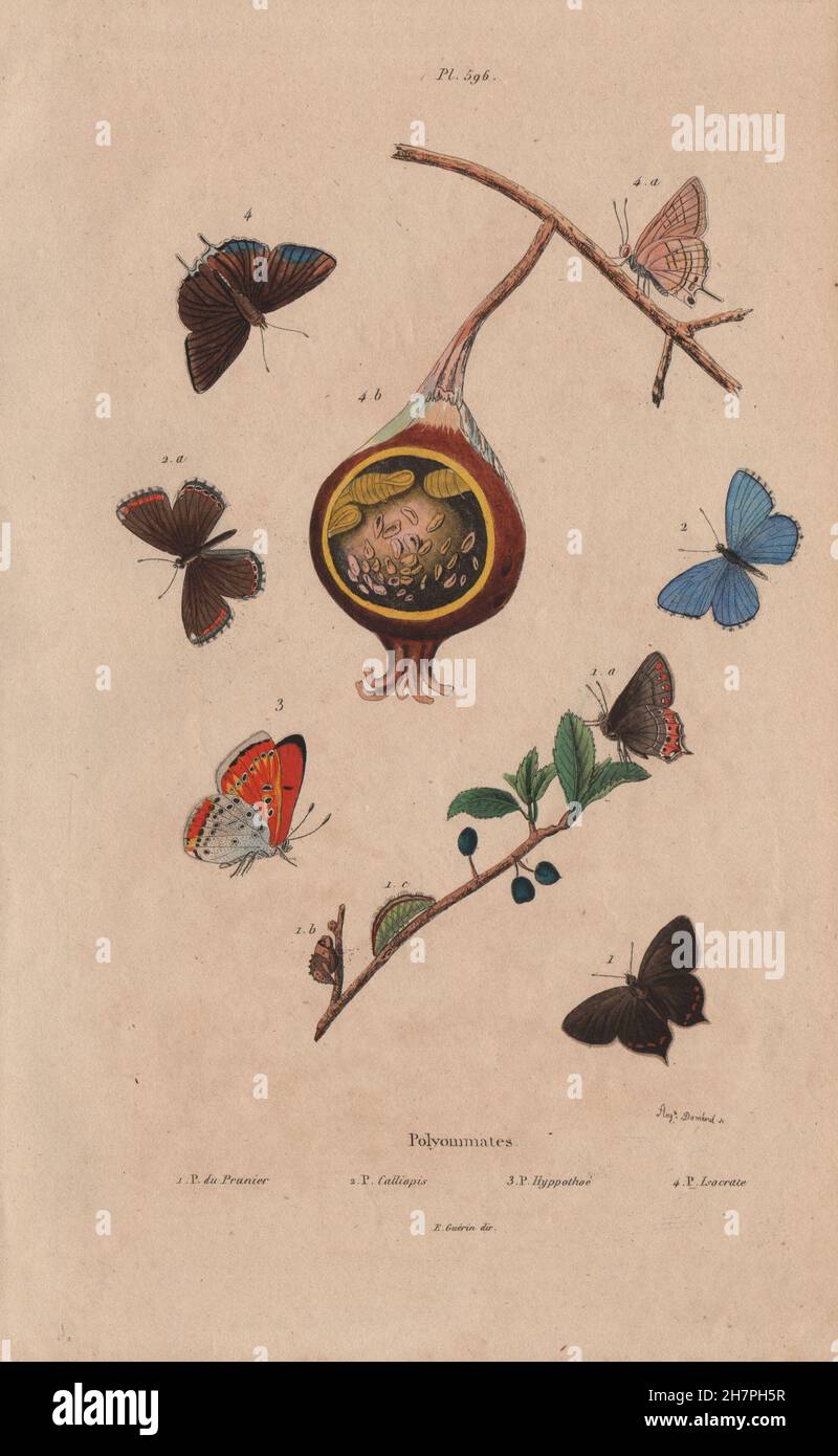 POLYOMMATUS BUTTERFLIES Idas/Northern Blue. Large Copper. Common Guava ...