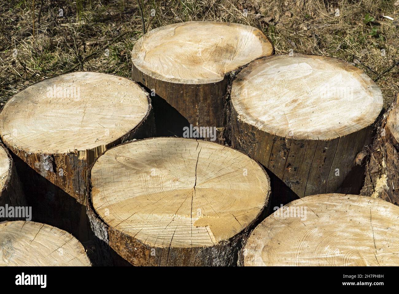 A thick spruce tree sawn into large chunks . Leningrad region Stock ...