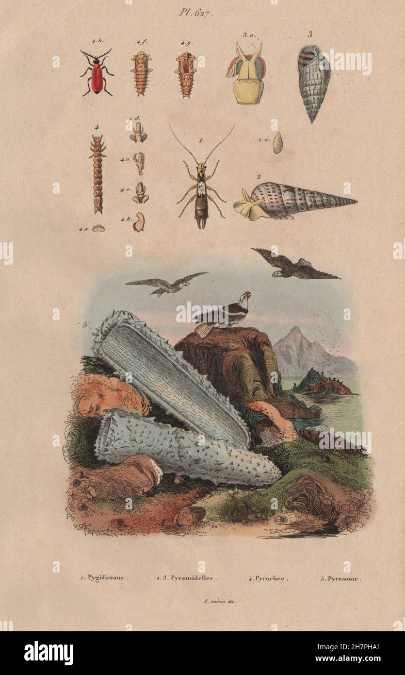 Pygidicrana. Pyramidella. Pyrochroa (Cardinal Beetle). Pyrosoma ...