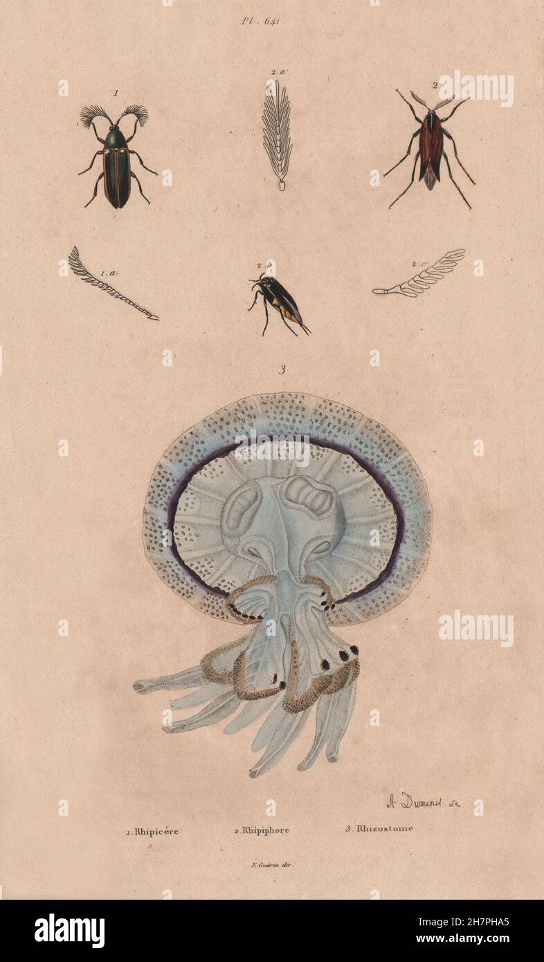 Rhipicera (Australian Dascilloid beetle). Rhipiphorus.Rhizostomae ...