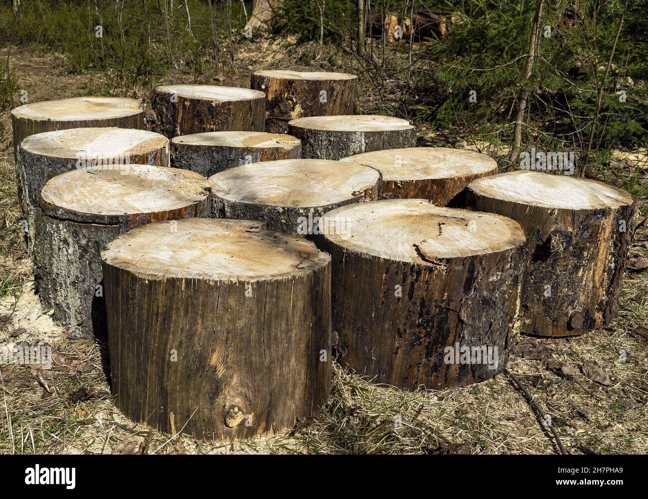 A thick spruce tree sawn into large chunks . Leningrad region Stock ...