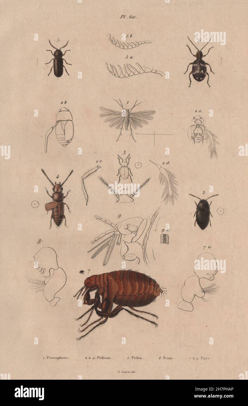 Pterophoridae (plume moth). Ptilium Ptilinus. Ptine (Spider Beetle ...