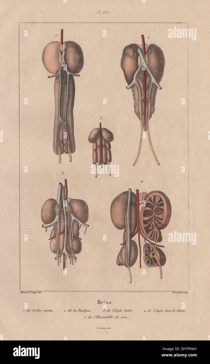 BIRD KIDNEYS: Grebe. Coot. Booted/Short-toed Snake Eagle. Swallow ...