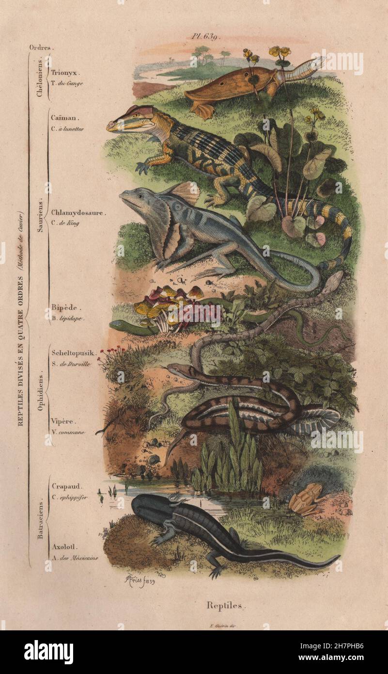 Reptile classification hi-res stock photography and images - Alamy