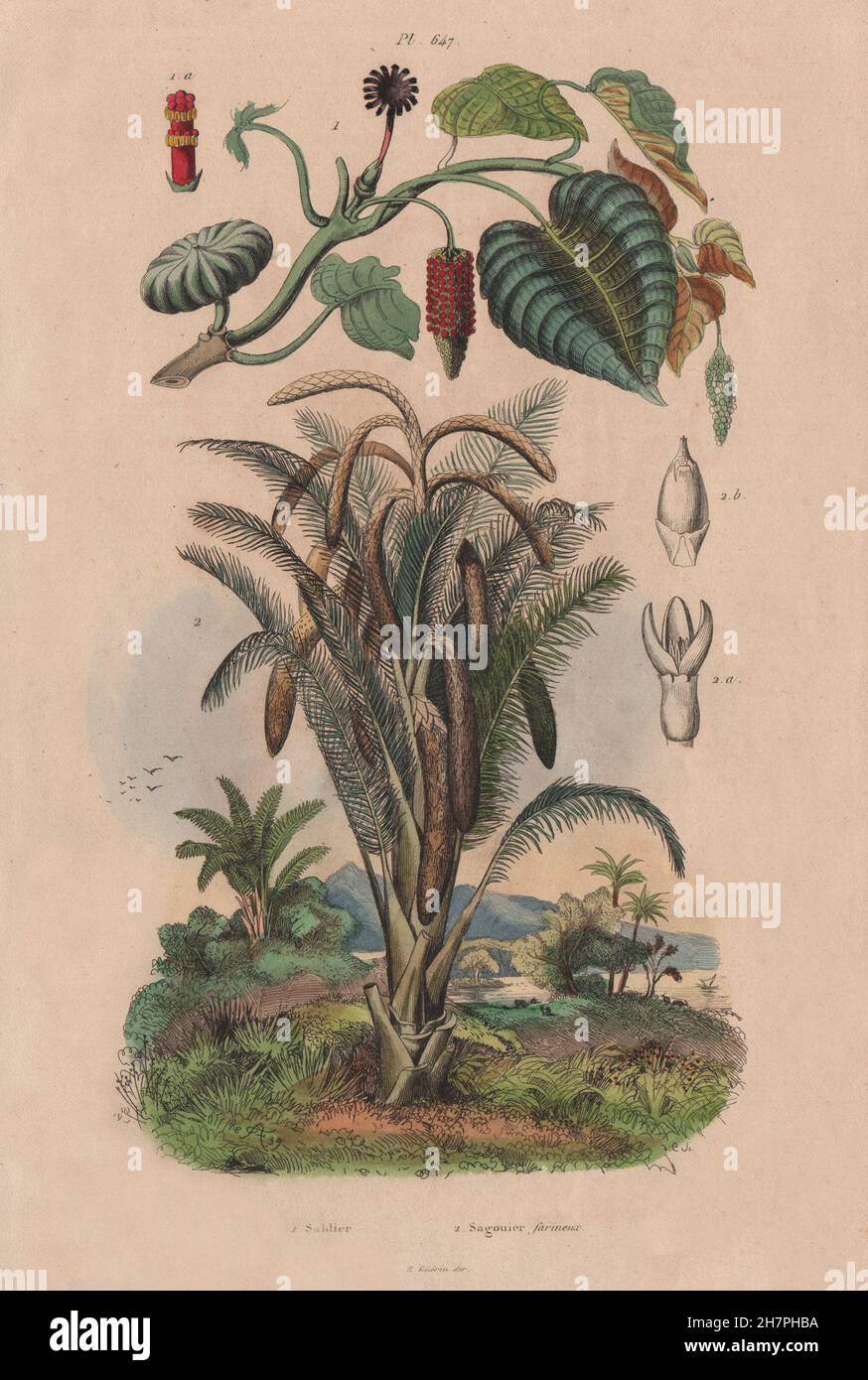 PLANTS: Sablier (Sandbox tree). Sagouier farineux (Sago plant), old ...