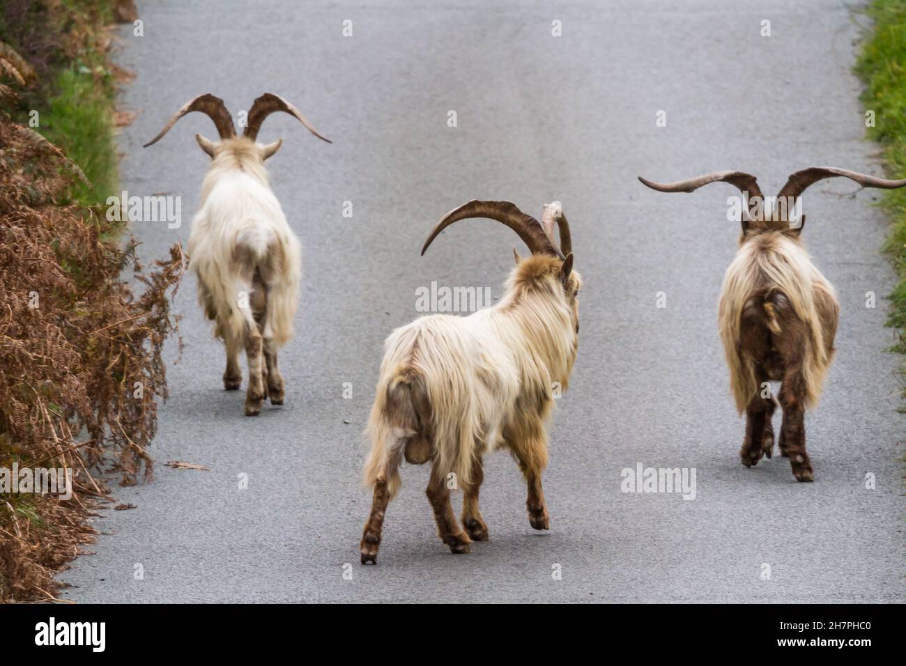 Three of a colony of feral wild mountain goats on a lane. This unique ...