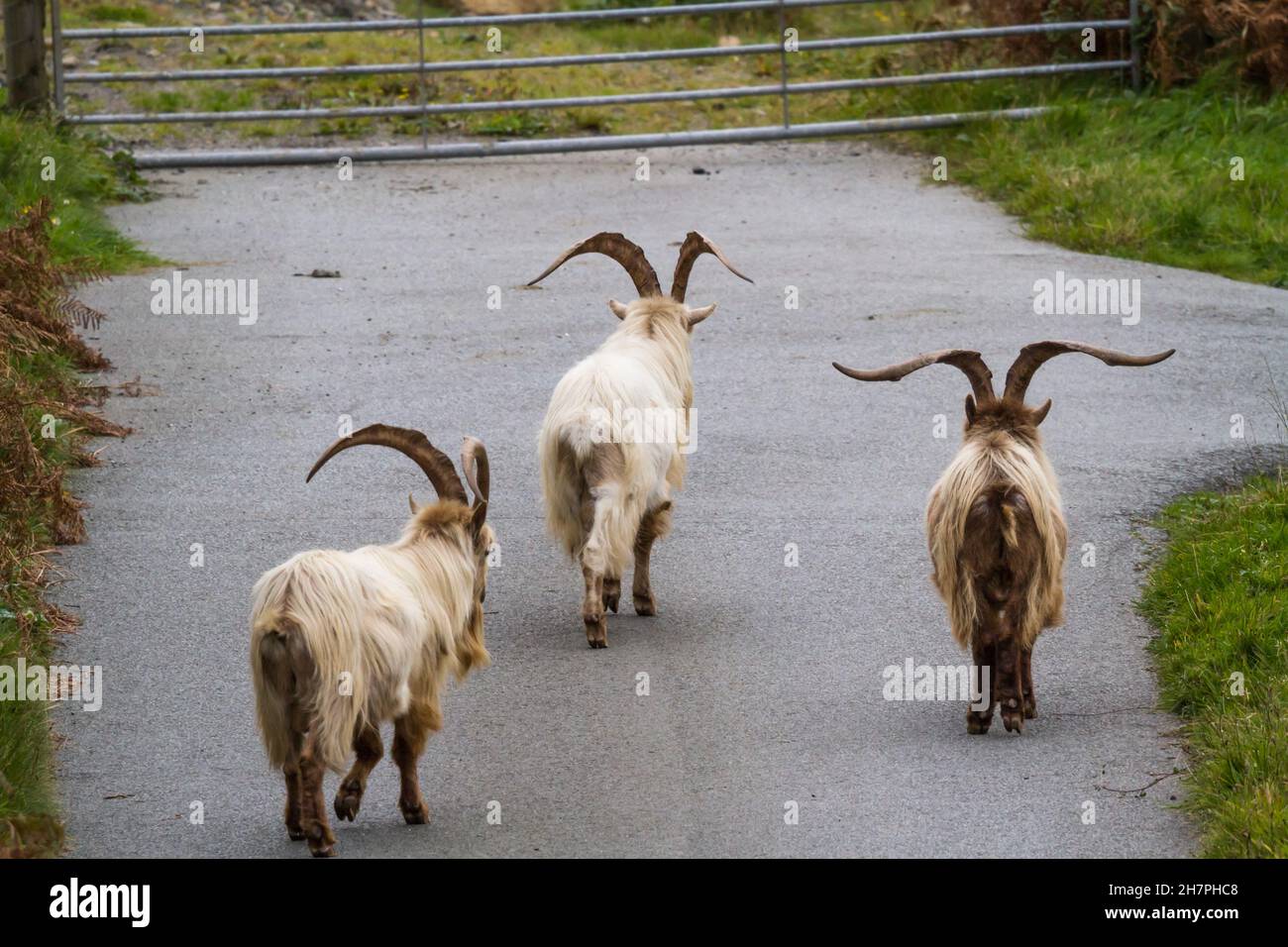 Three of a colony of feral wild mountain goats on a lane. This unique ...