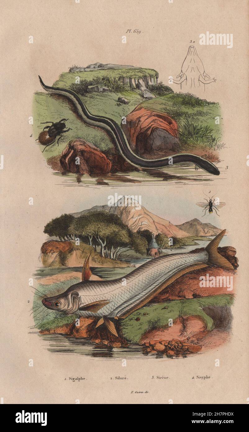 Sigalphinae. Catfish. Greater siren amphibian. Sisyphus (dung beetle ...