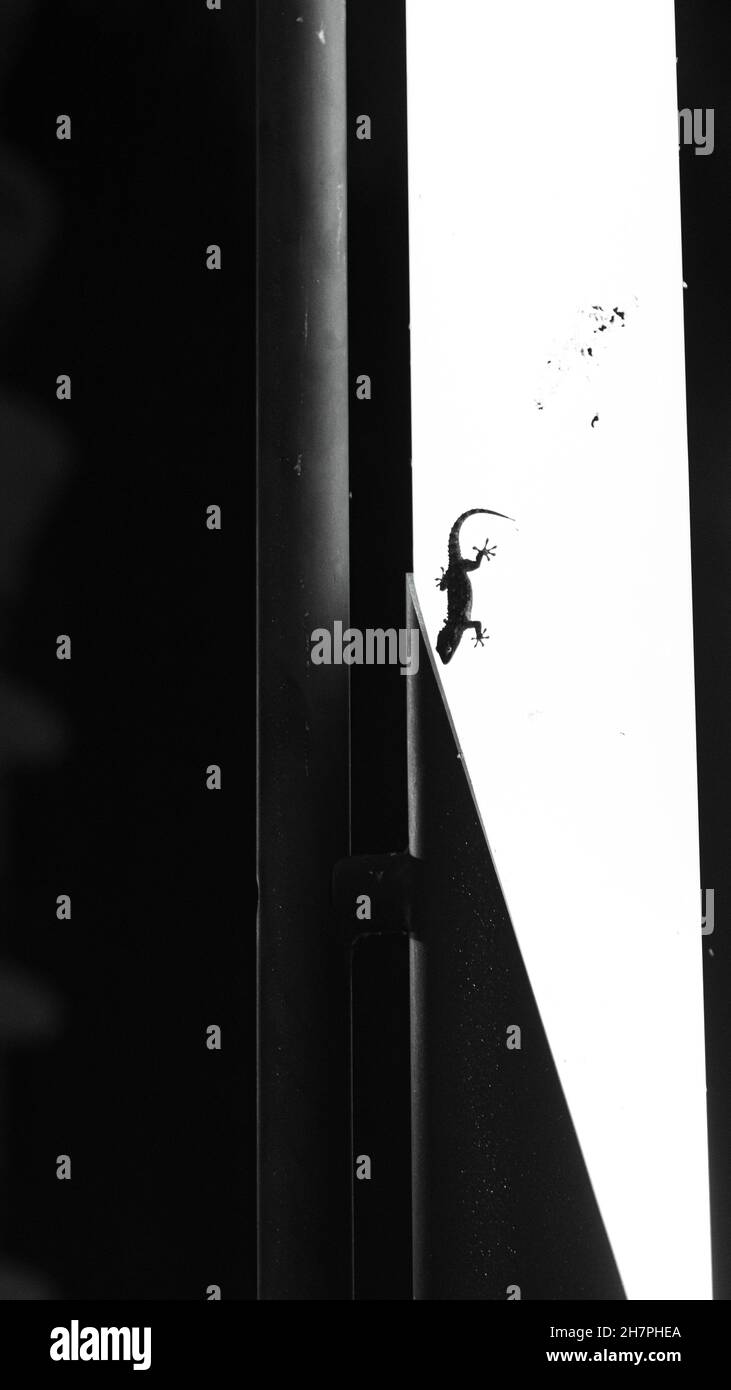 Lizard light hi-res stock photography and images - Alamy