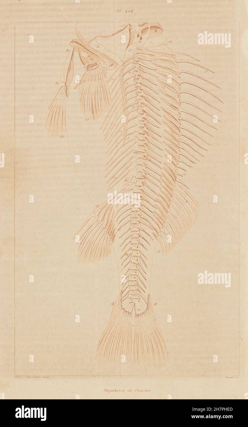 FISH SKELETON: Squelette de Poisson (Skeleton Fish), antique print 1833 ...