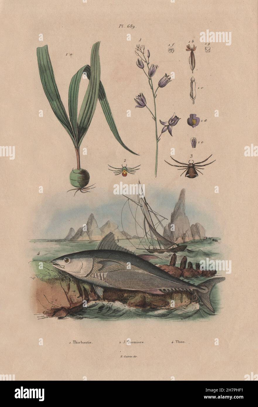 Thiebautie. Thomisidae (Crab Spider). Thon (Tuna), antique print 1833 ...