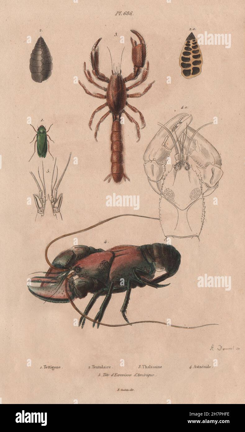 Tettigoniidae/katydid.Textularia.Thalassina/Mud lobster.Astacoide ...