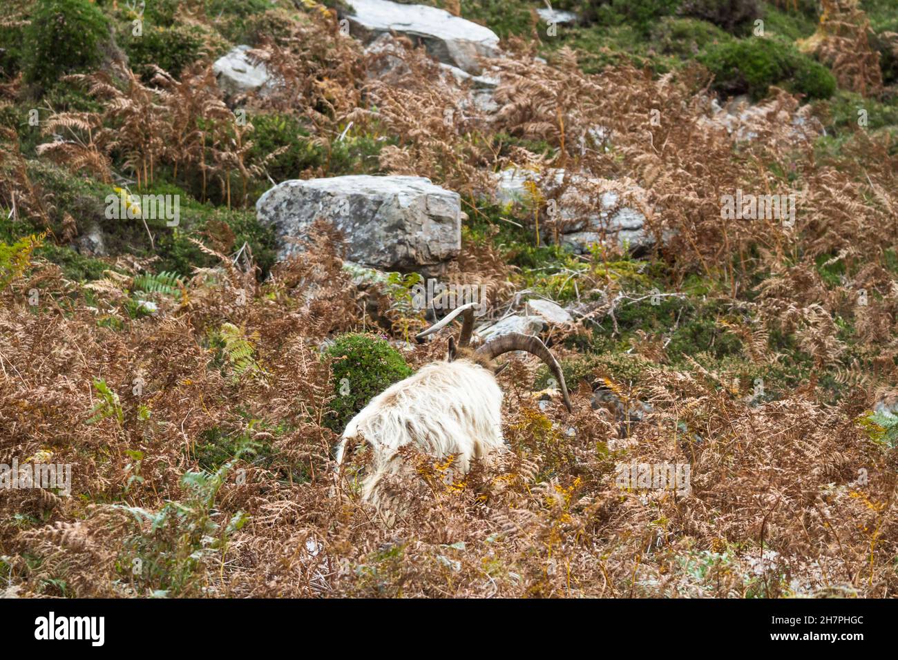 member of a colony of feral wild mountain in fern bracken and rocky ...