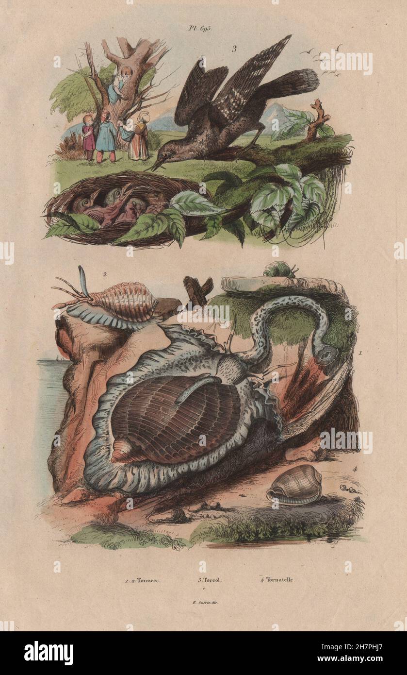 Tonna galea (Giant Tun Snail). Torcol (Wryneck). Tornatelle, old print ...