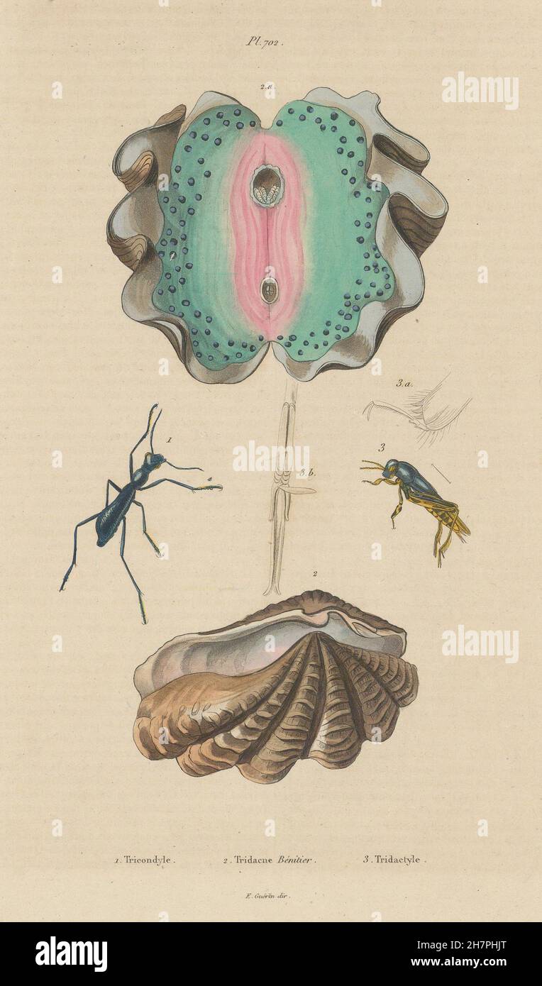 Tridactyle hi-res stock photography and images - Alamy