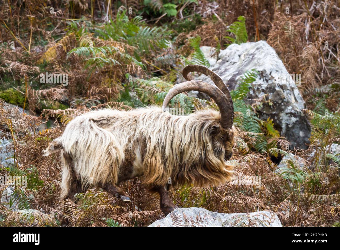 Nant gwrtheyrn llyn peninsula hi-res stock photography and images - Alamy
