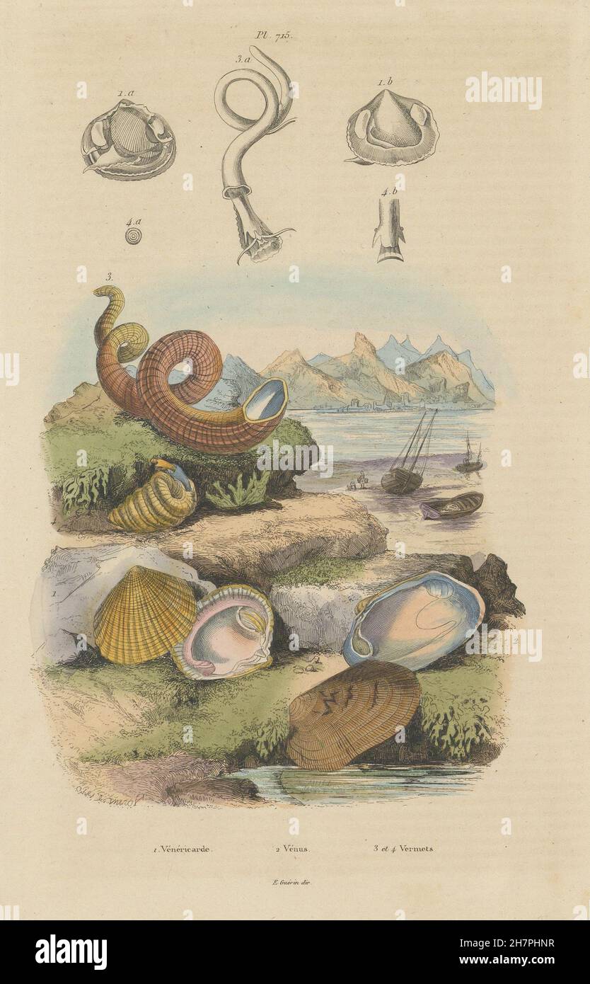 MOLLUSCS: Venericardia. Vénus (Venerid clam). Vermetidae (Worm Snail ...