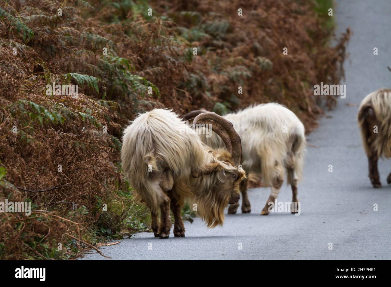 Three of a colony of feral wild mountain goats on a lane. This unique ...