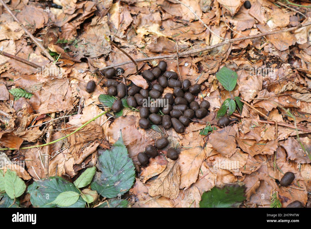 Deer droppings in forest. Doe poop (female deer) in Beskidy mountains ...