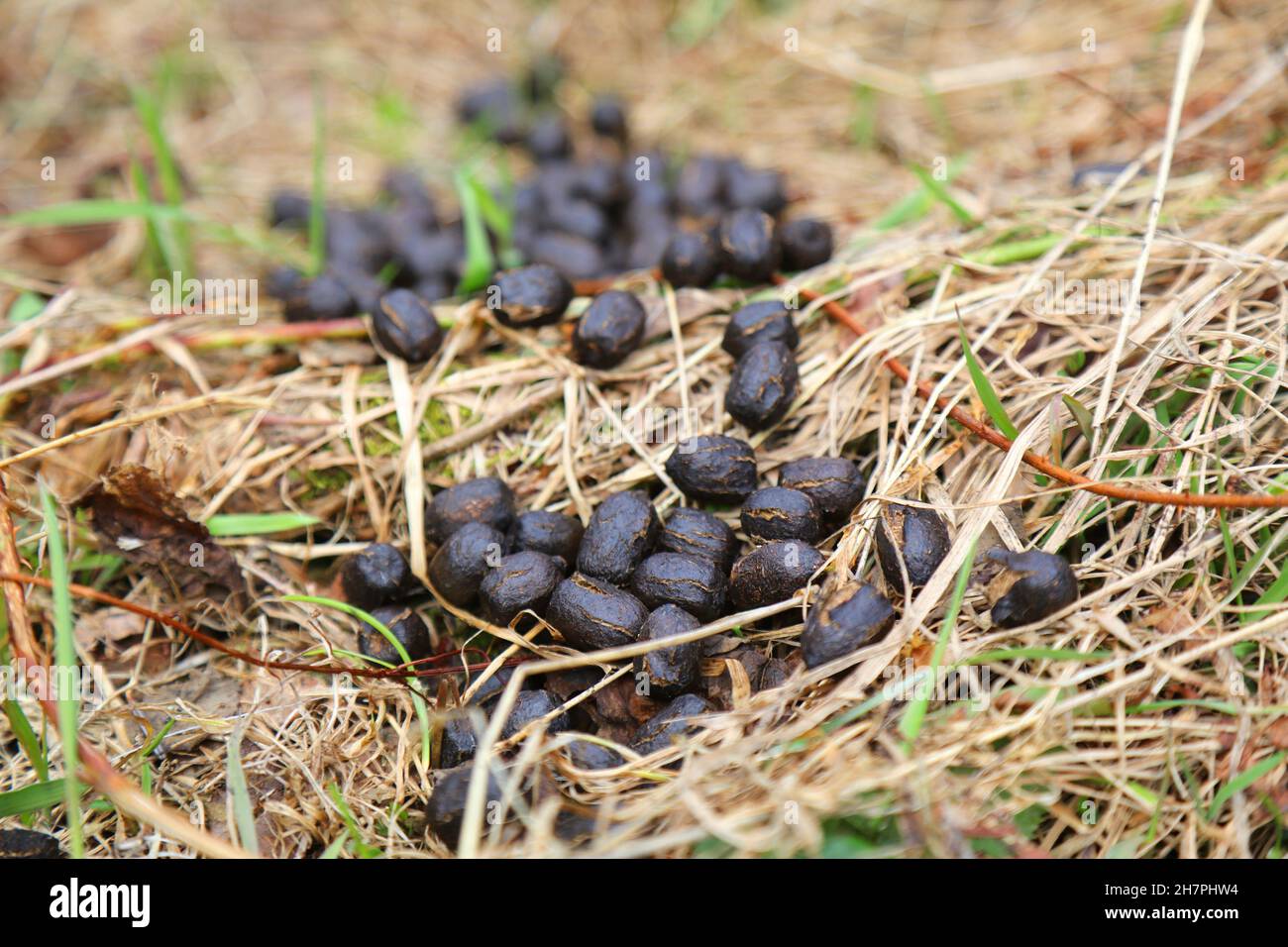 Deer droppings in forest. Doe poop (female deer) in Beskidy mountains ...