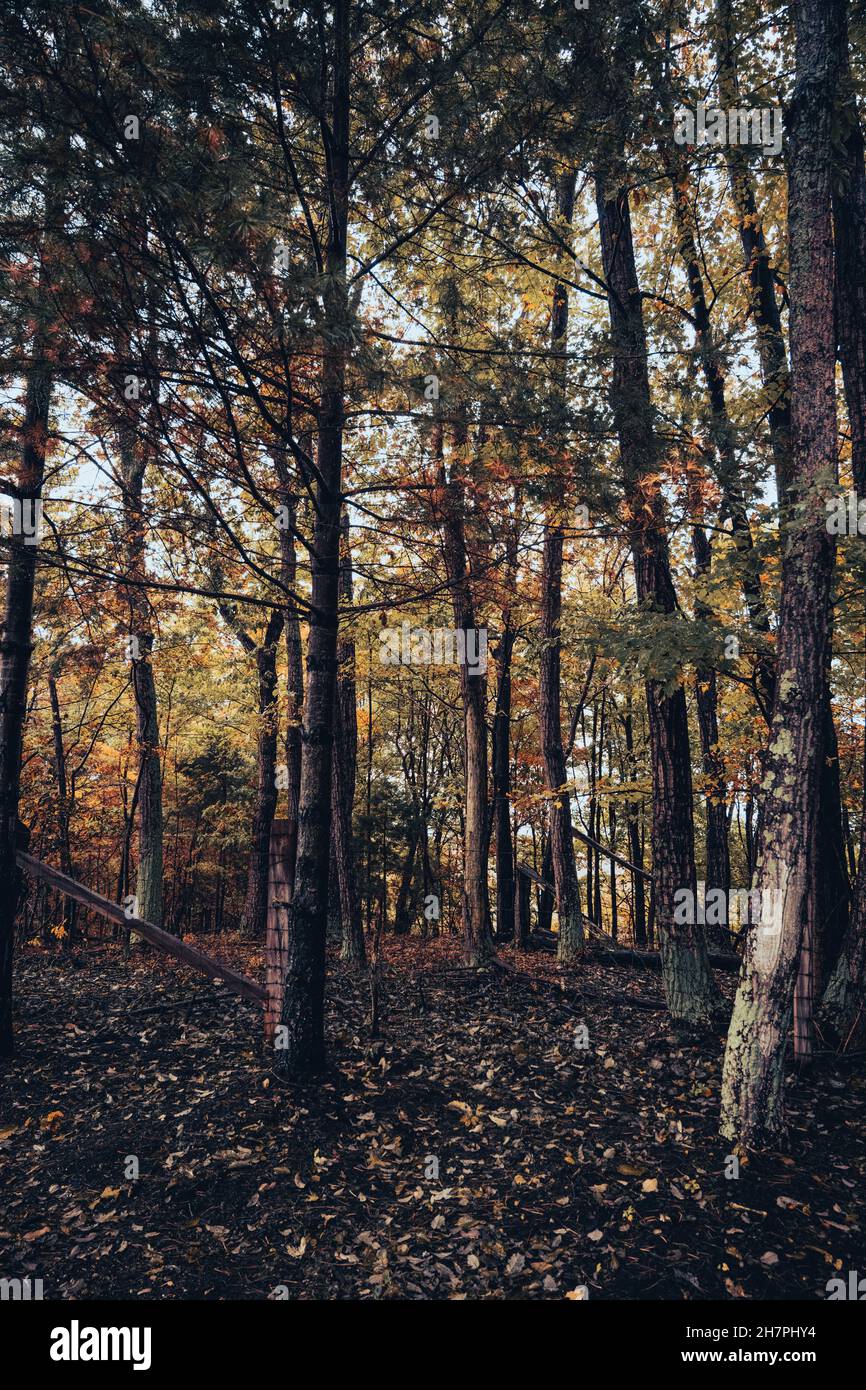 Cinematic woods hi-res stock photography and images - Alamy