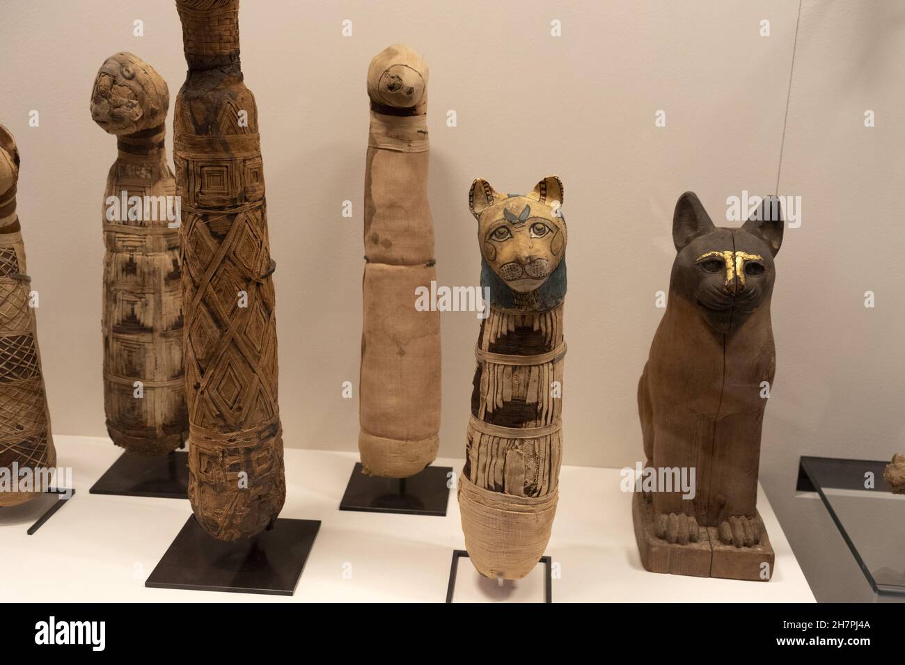 Egypt cat Mummified mummy egyptian in a tomb pyramid Stock Photo - Alamy