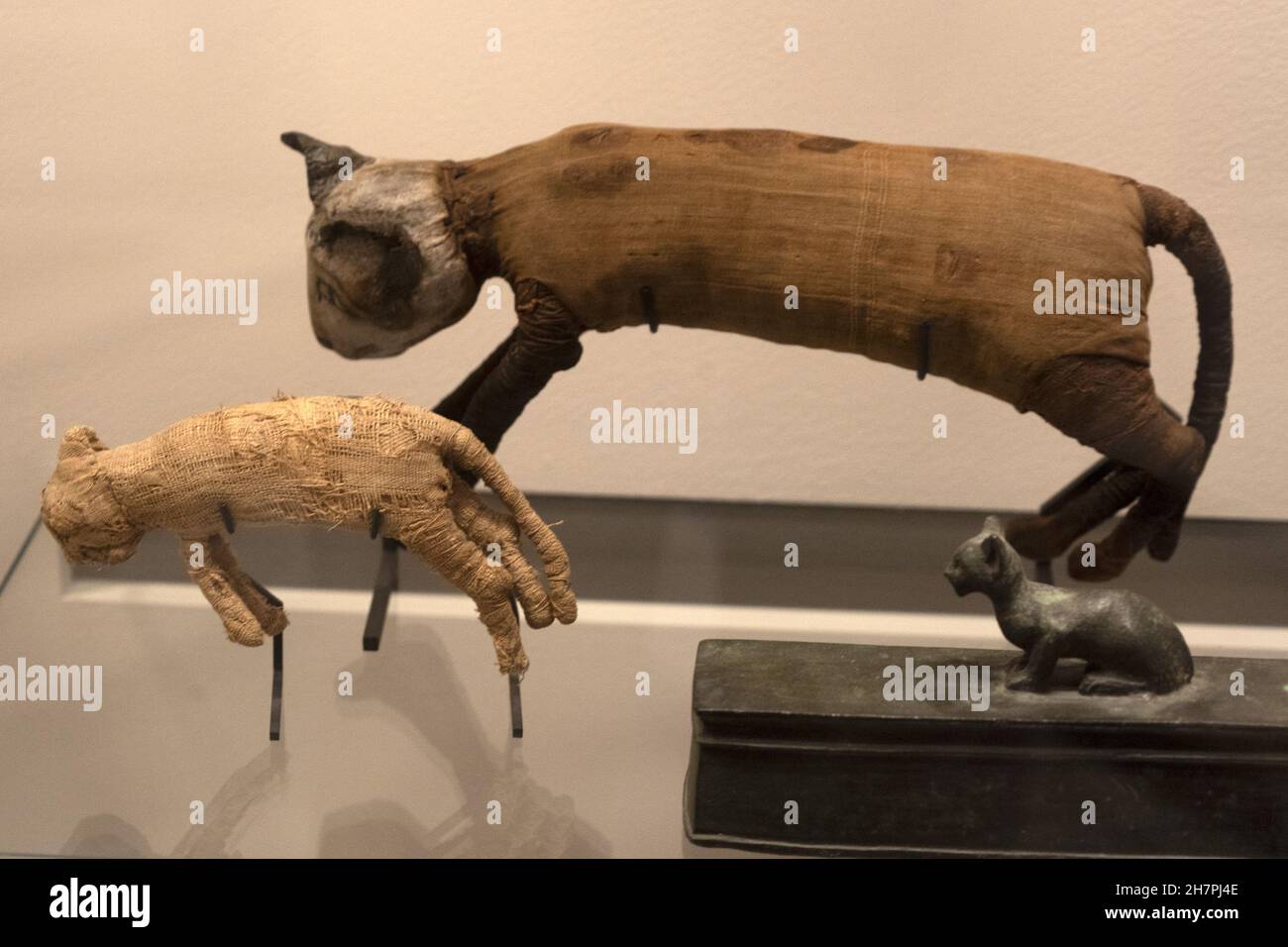 Mummified dead cat hi-res stock photography and images - Alamy