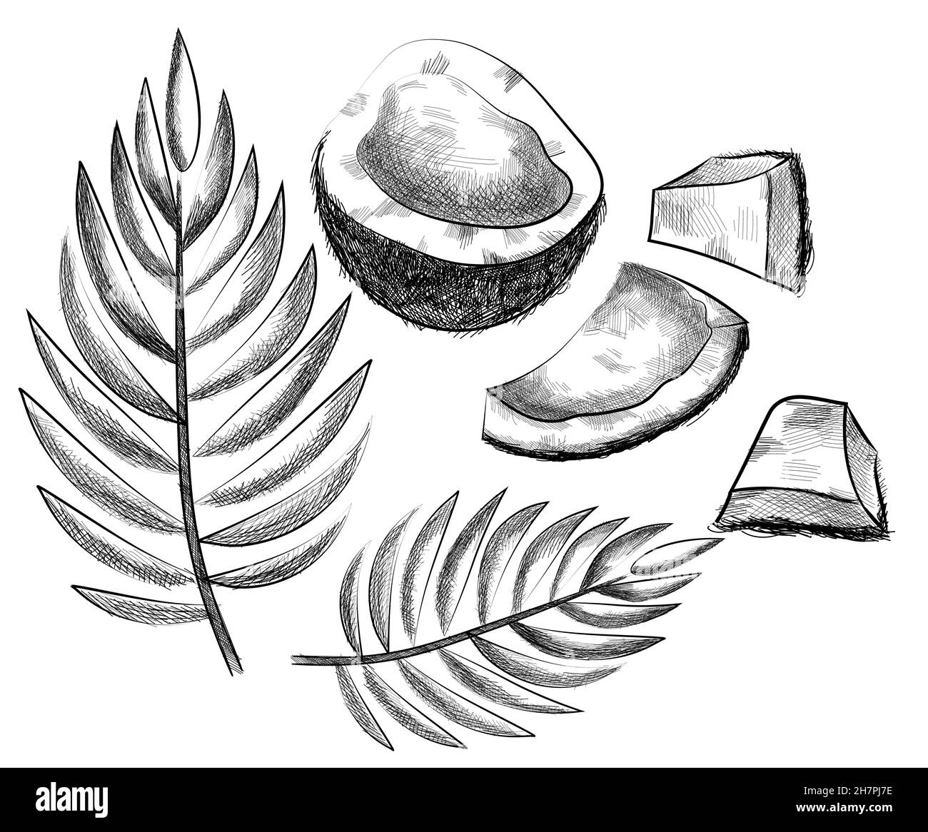 Realistic fresh coconut milk Stock Vector Images - Alamy