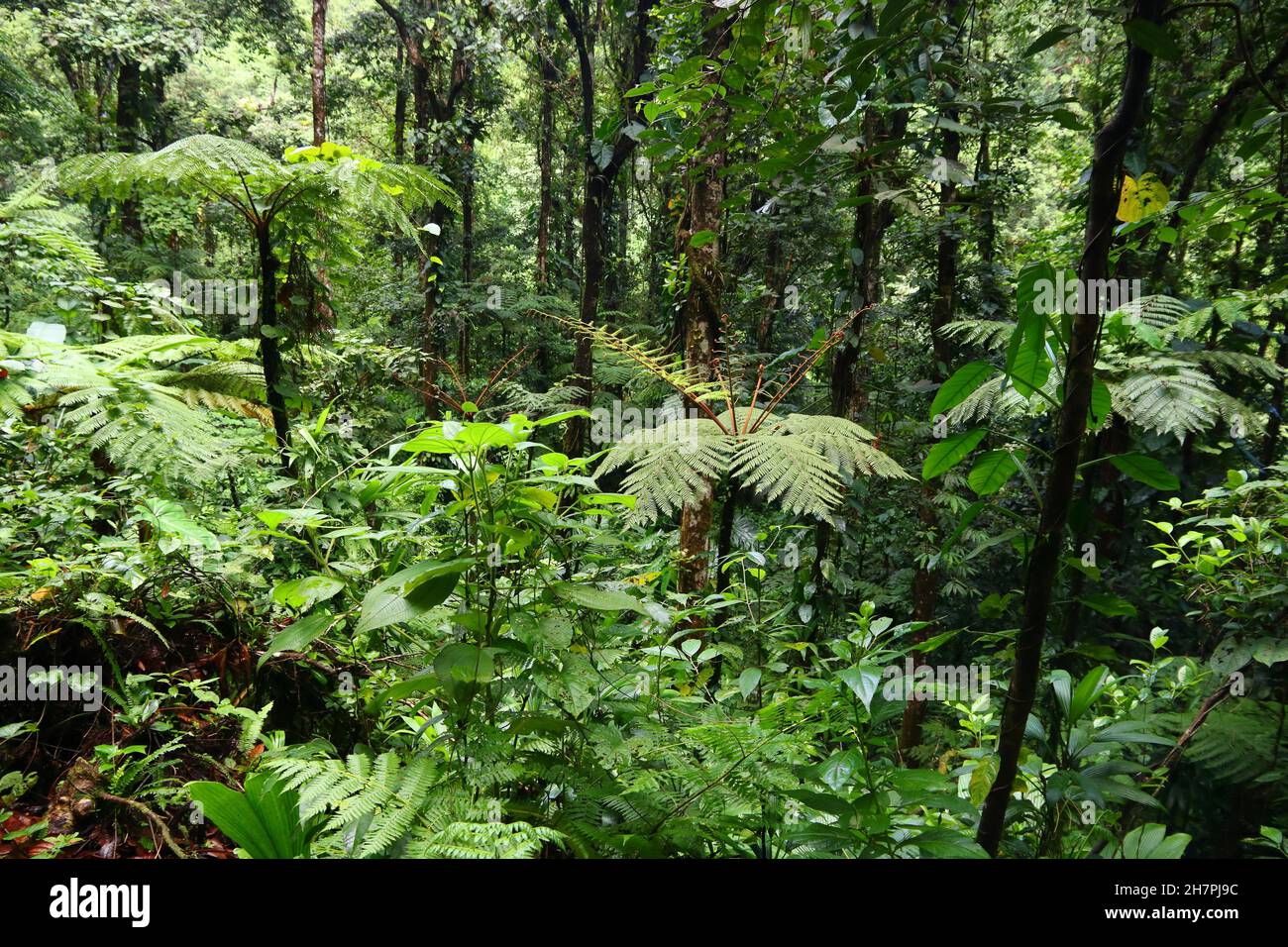 Nature in Guadeloupe Caribbean island. Green rainforest in Guadeloupe ...