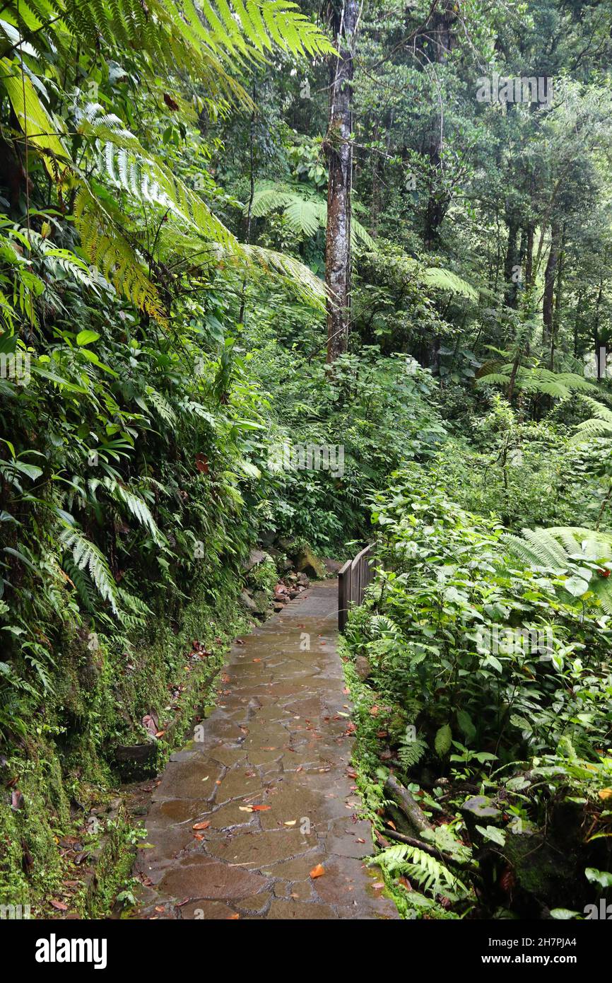 Hiking trail in Guadeloupe Caribbean island. Green rainforest in ...