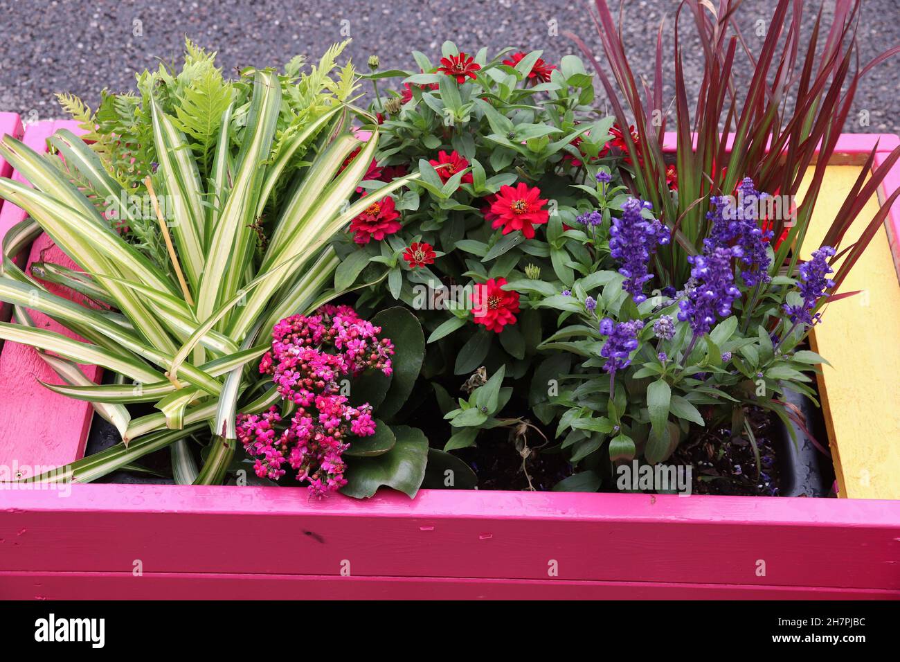 Swedish plant species hi-res stock photography and images - Alamy