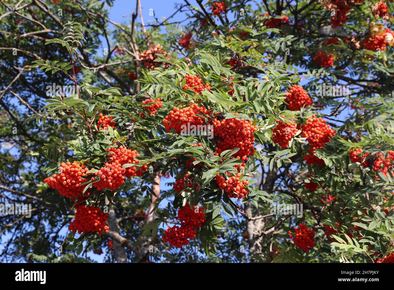 Swedish flora hi-res stock photography and images - Alamy