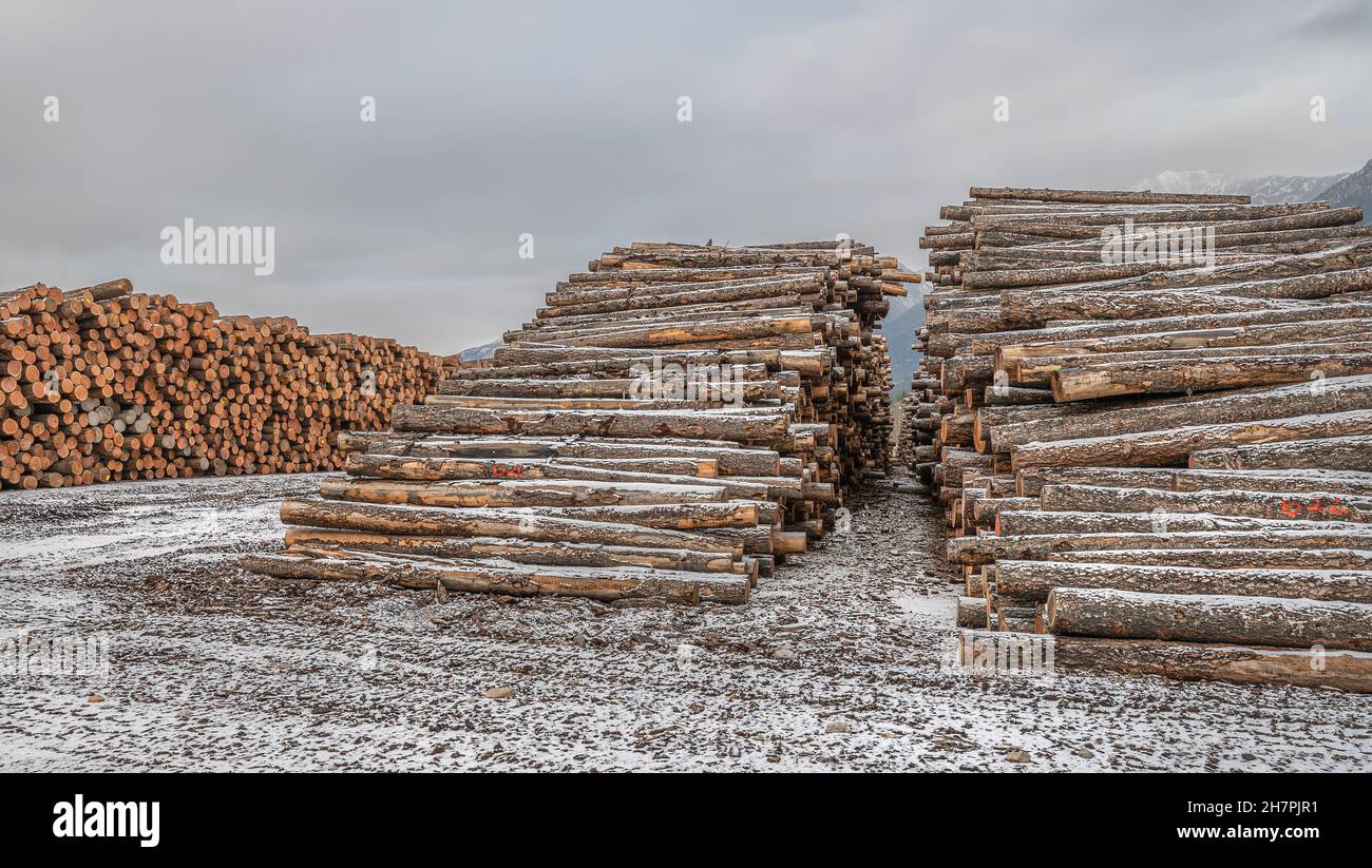 Stacked logs at a lumber mill in Radium, British Columbia, Canada Stock ...