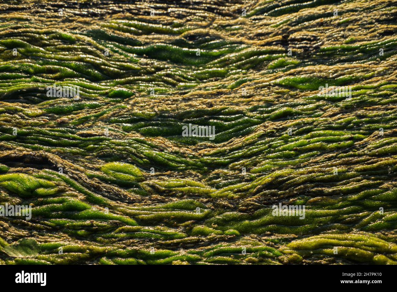 Green swampy abstract texture. View of algae and swamp close up ...