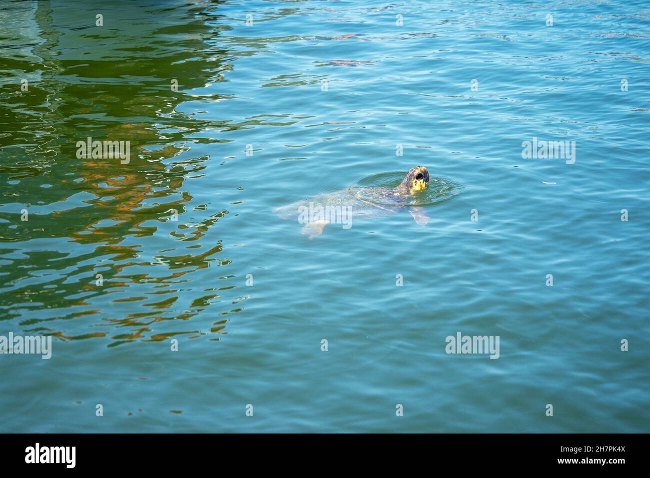 Loggerhead sea turtle, Caretta caretta in Dalyan River, Mediterranean ...