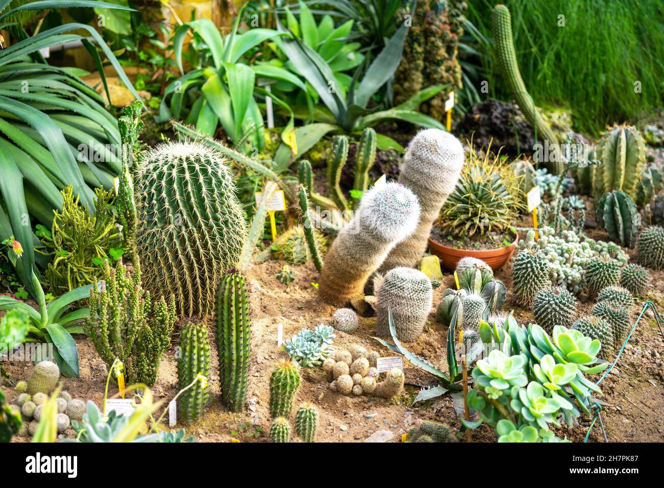 Different types of desert cacti or succulents plants in a greenhouse or ...