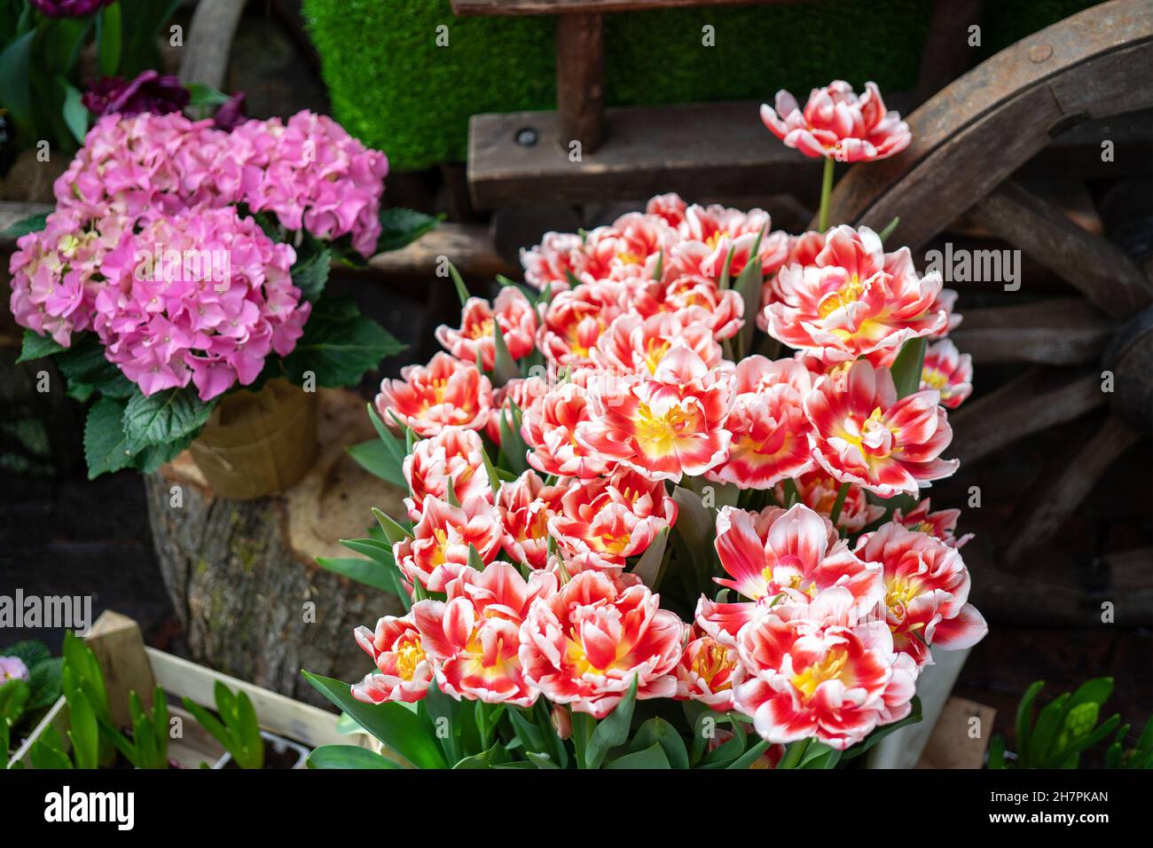 Red and yellow double tulips with a yellow core and pink hydrangea in a ...