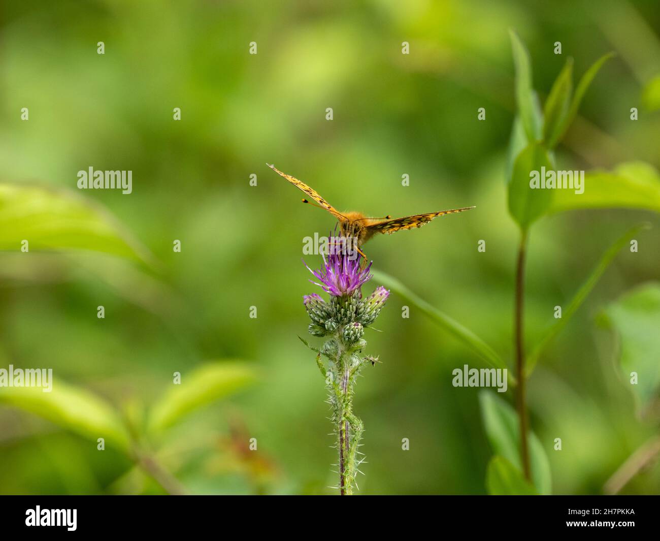 Black orange fritillary england hi-res stock photography and images - Alamy