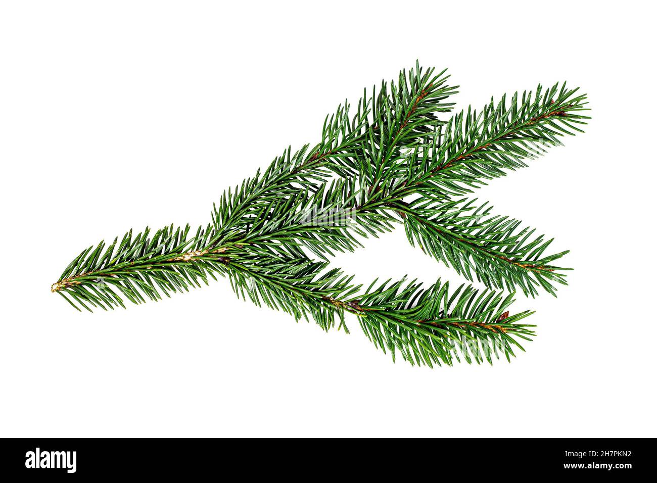 Top view of green fir tree spruce branch with needles isolated on white background Stock Photo ...