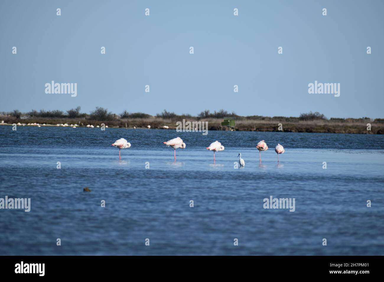 Flamingo in South of France near Montpellier (Villeneuve les Maguelone ...