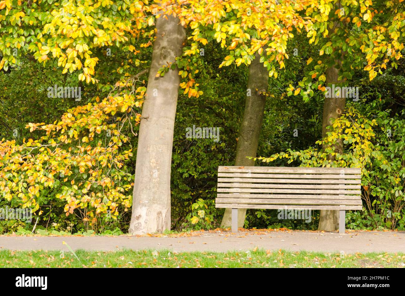 Wooden park bench under a beech tree next to a footpath in a park in ...