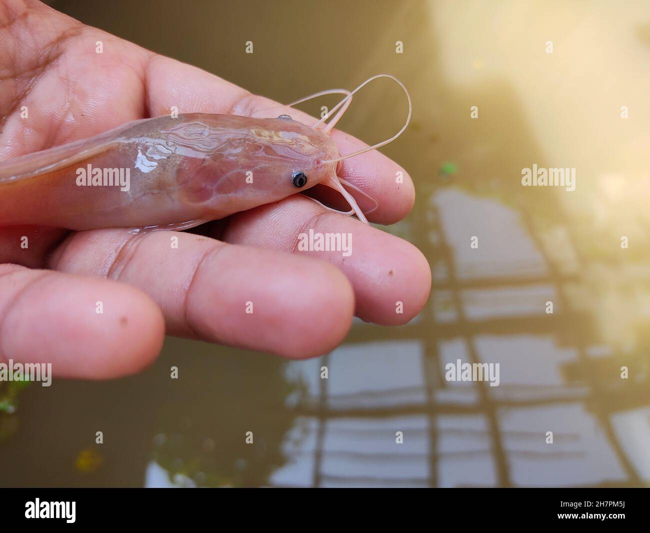 Baikal oilfish hi-res stock photography and images - Alamy